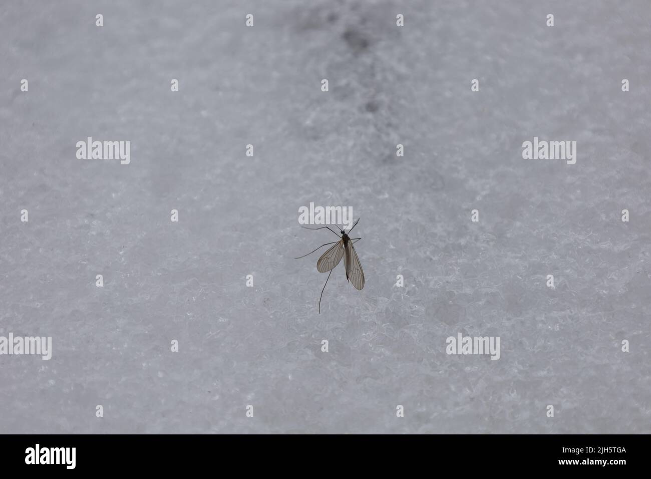 Mosquito in the snow in the winter forest Stock Photo - Alamy