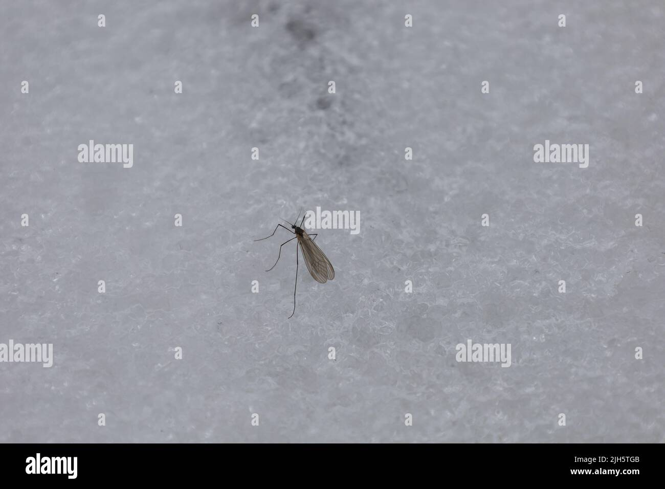 Mosquitos hi-res stock photography and images - Alamy