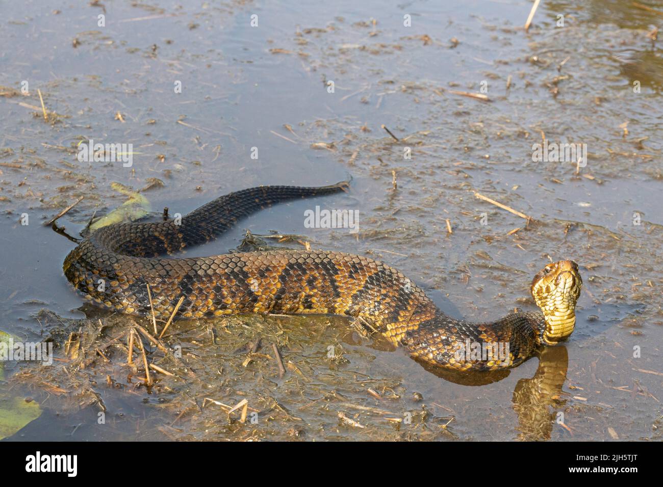 Eastern cottonmouth in coastal North Carolina - Agkistrodon piscivorous ...