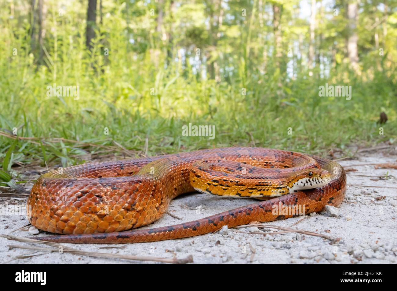 Red corn snake - Pantherophis guttatus Stock Photo - Alamy