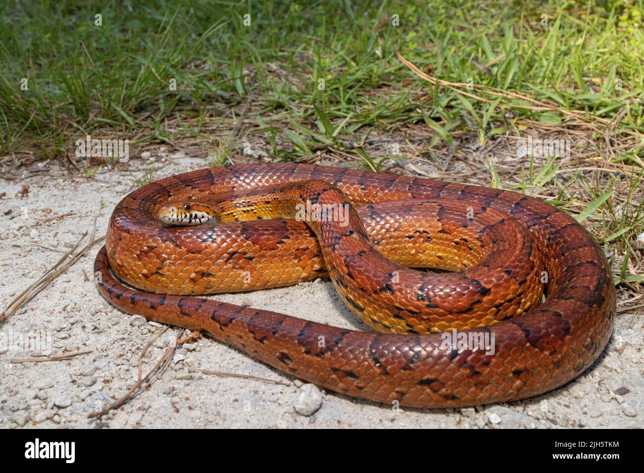 Red corn snake - Pantherophis guttatus Stock Photo - Alamy