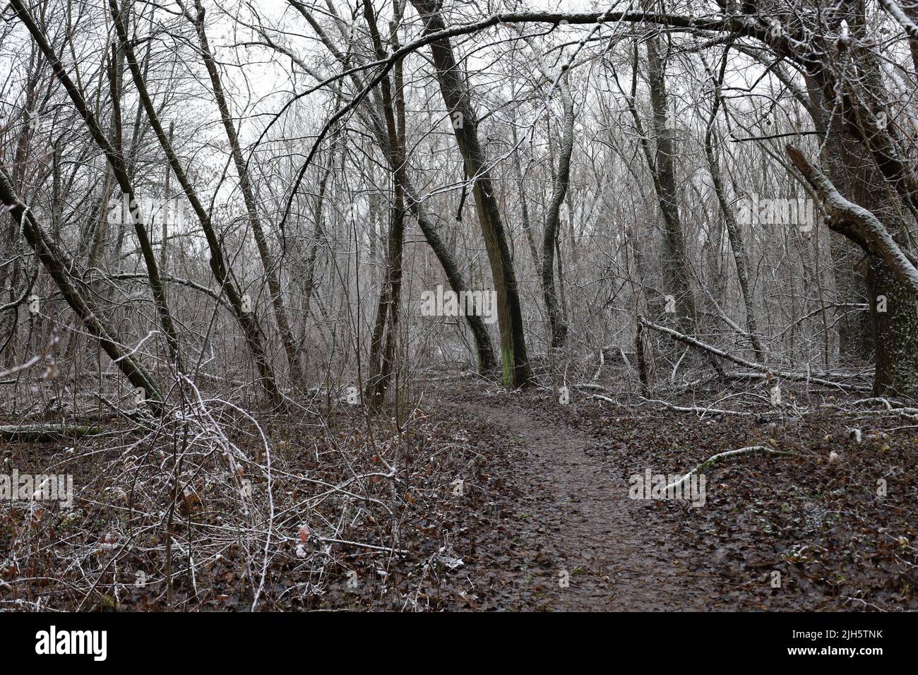 Path in the winter forest, warm winter, icy path in the woods Stock ...