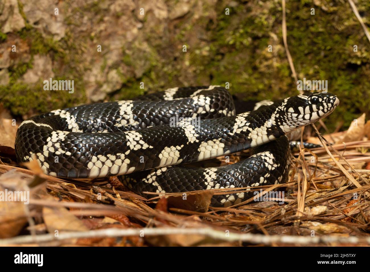 Eastern Kingsnake from NC - Lampropeltis getula Stock Photo - Alamy