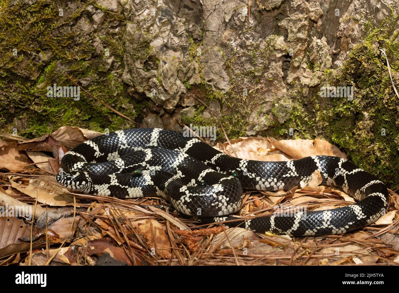 Eastern Kingsnake from NC - Lampropeltis getula Stock Photo - Alamy