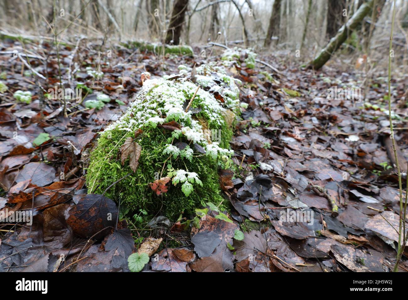 Fallen trees in the spring forest, spring nature, snow covered plants ...