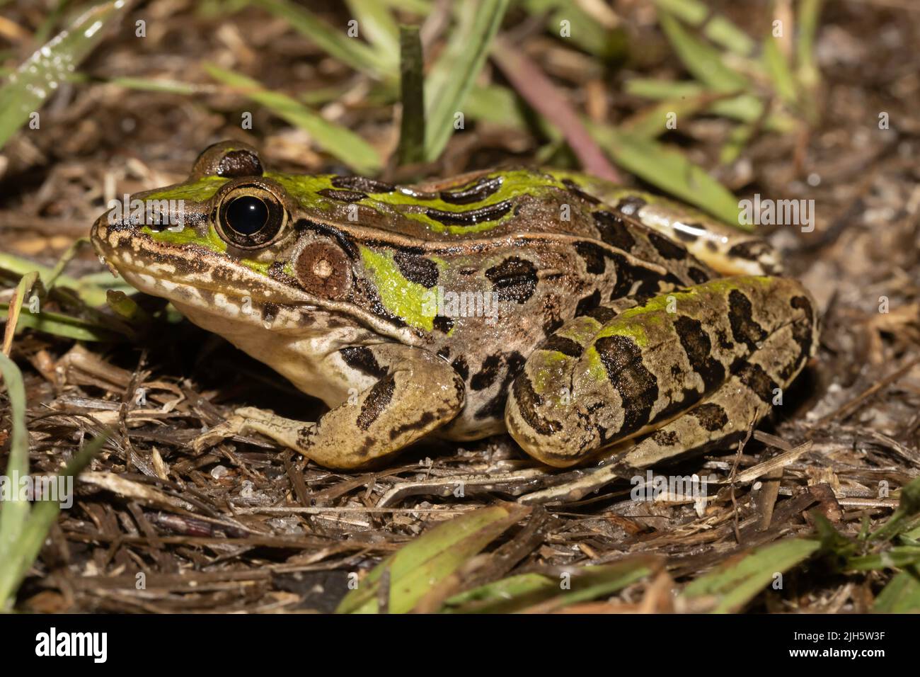 Southern leopard frog - Lithobates sphenocephalus Stock Photo - Alamy