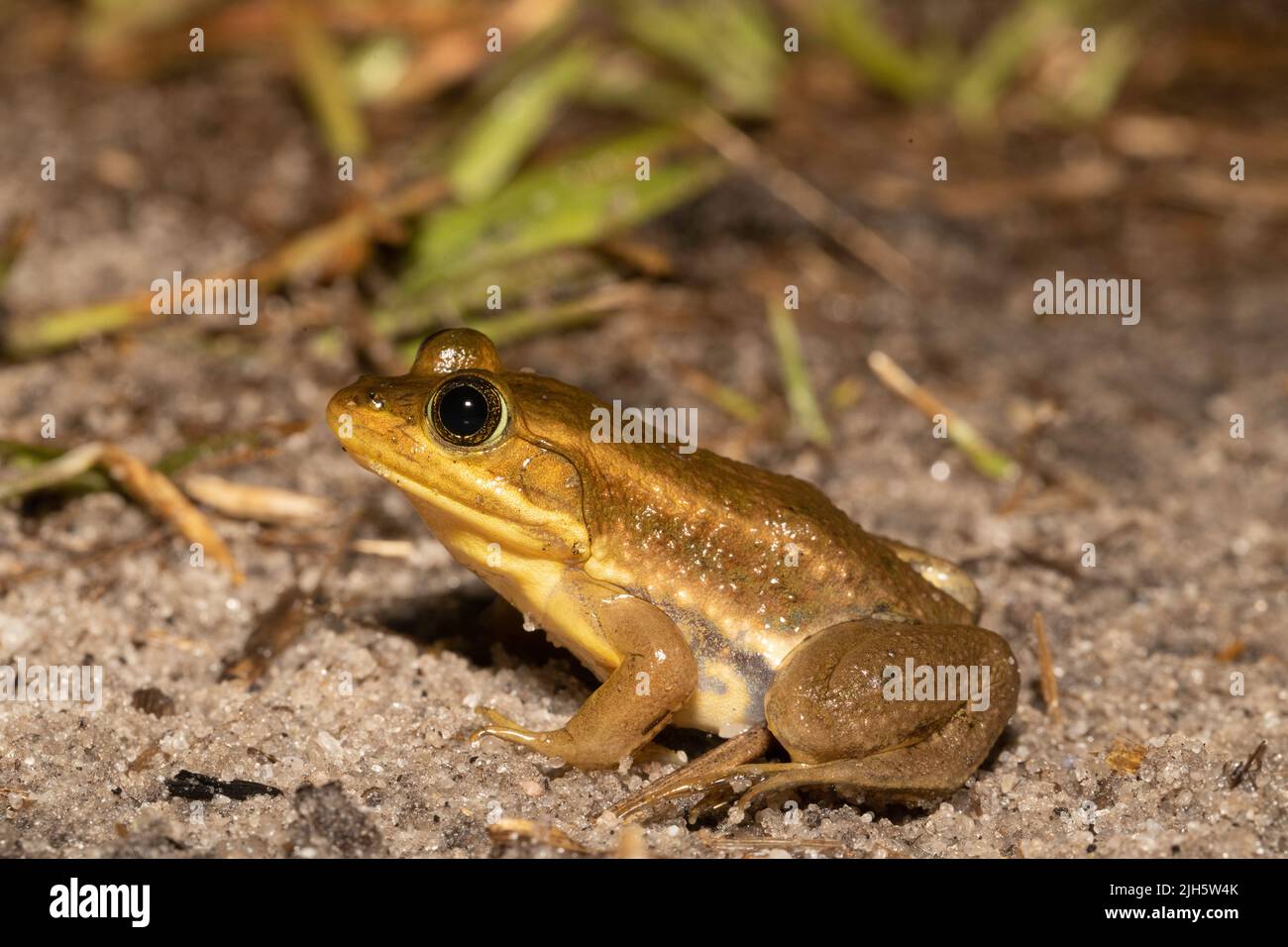 Carpenter frog hi-res stock photography and images - Alamy