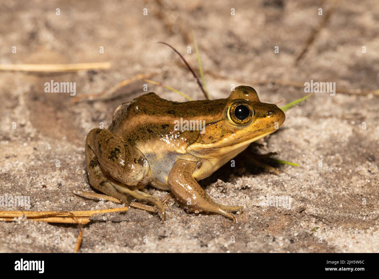 Carpenter frog from coastal North Carolina - Lithobates virgatipes ...