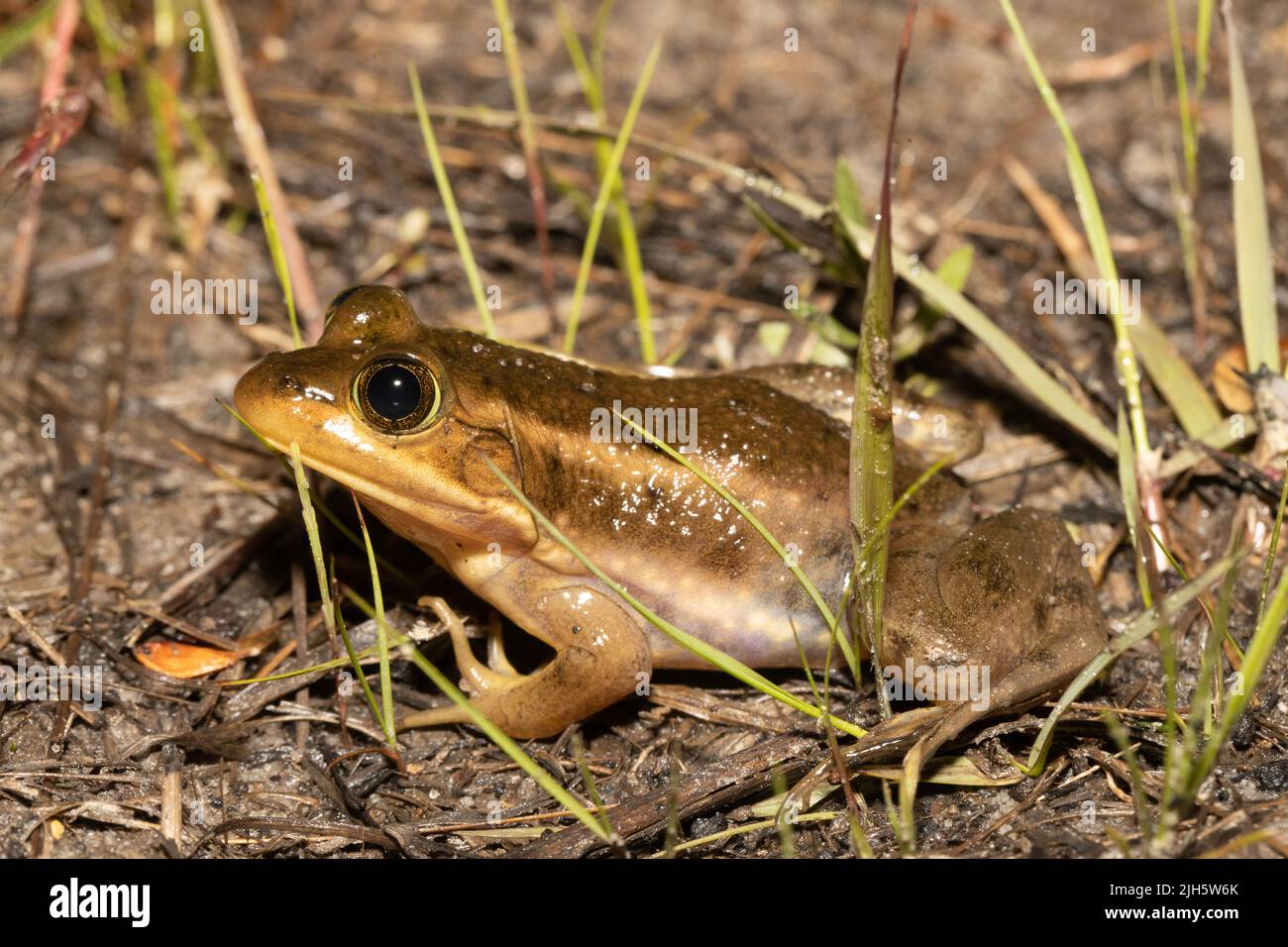 Diversity of amphibian biology hi-res stock photography and images - Alamy
