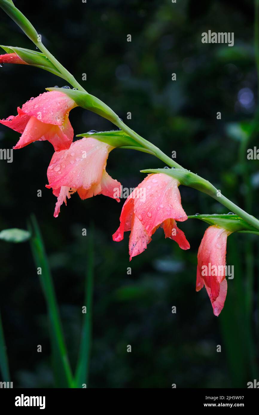Beautifull flowers of sikkim, flowering plants in Sikkim, tourist ...