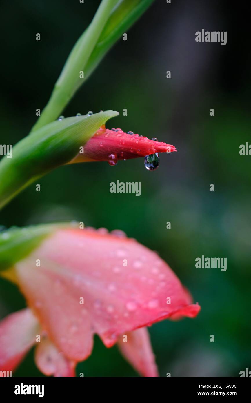 Beautifull flowers of sikkim, flowering plants in Sikkim, tourist ...