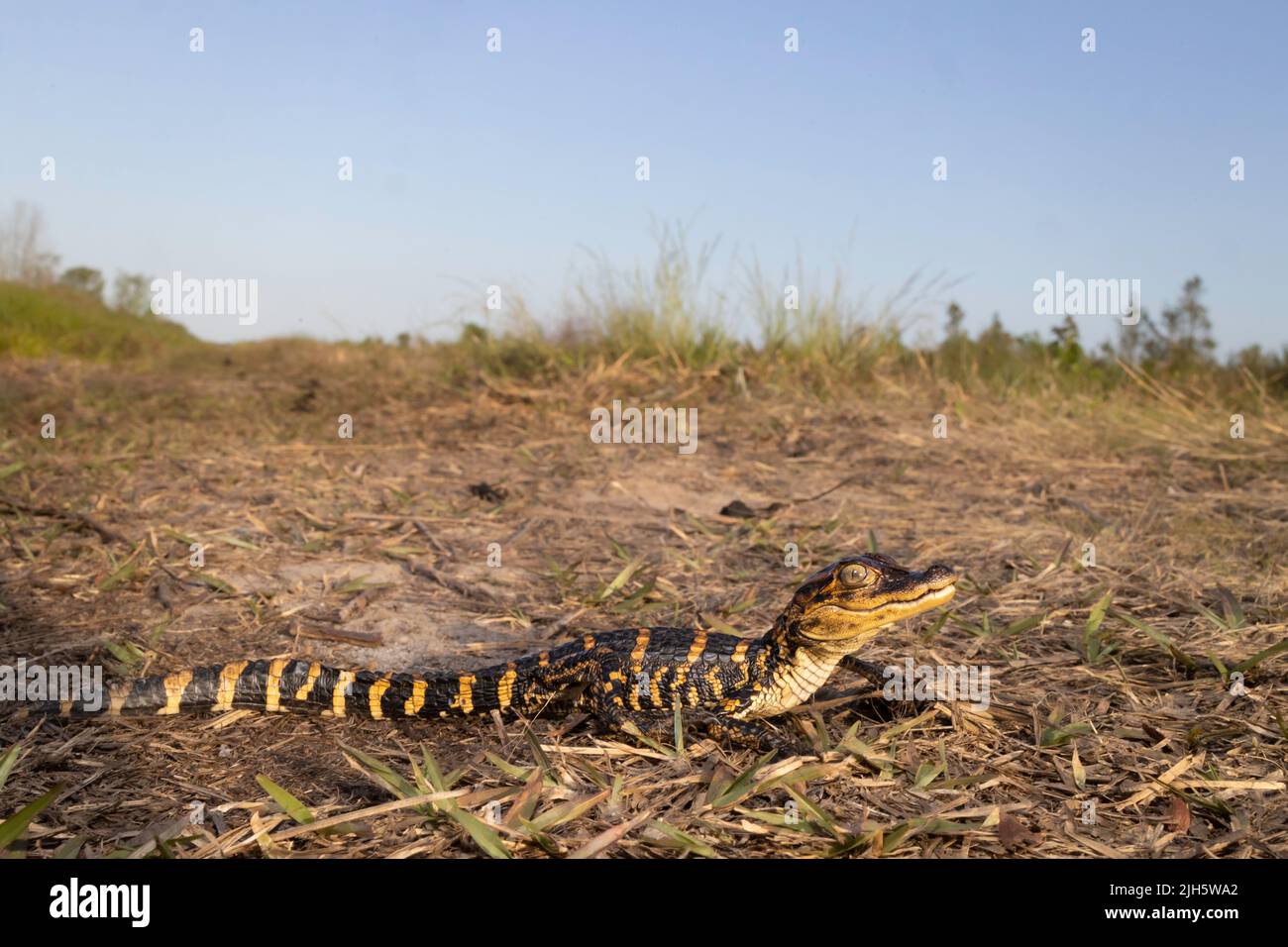 Baby alligator fish hi-res stock photography and images - Alamy