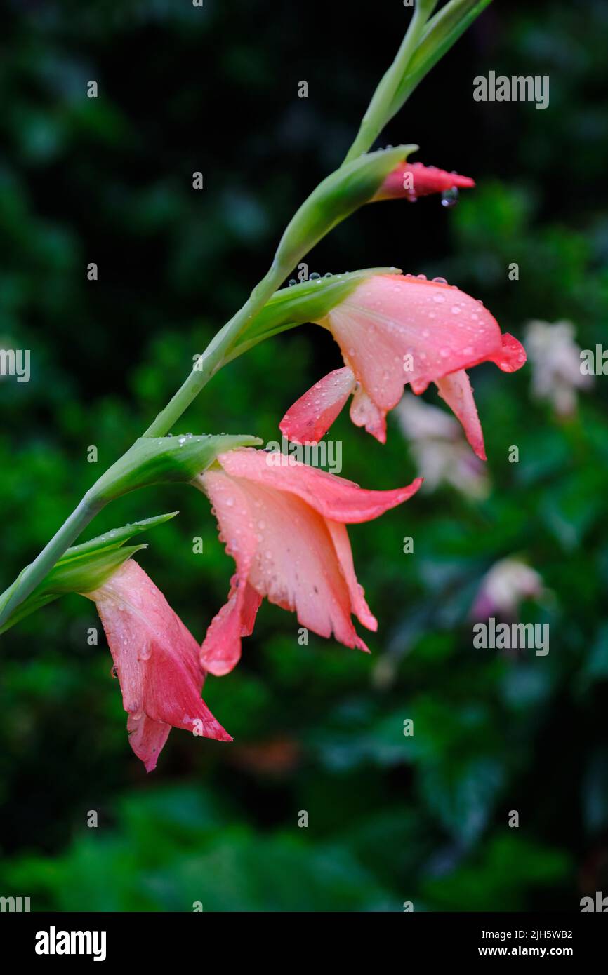 Beautifull flowers of sikkim, flowering plants in Sikkim, tourist ...