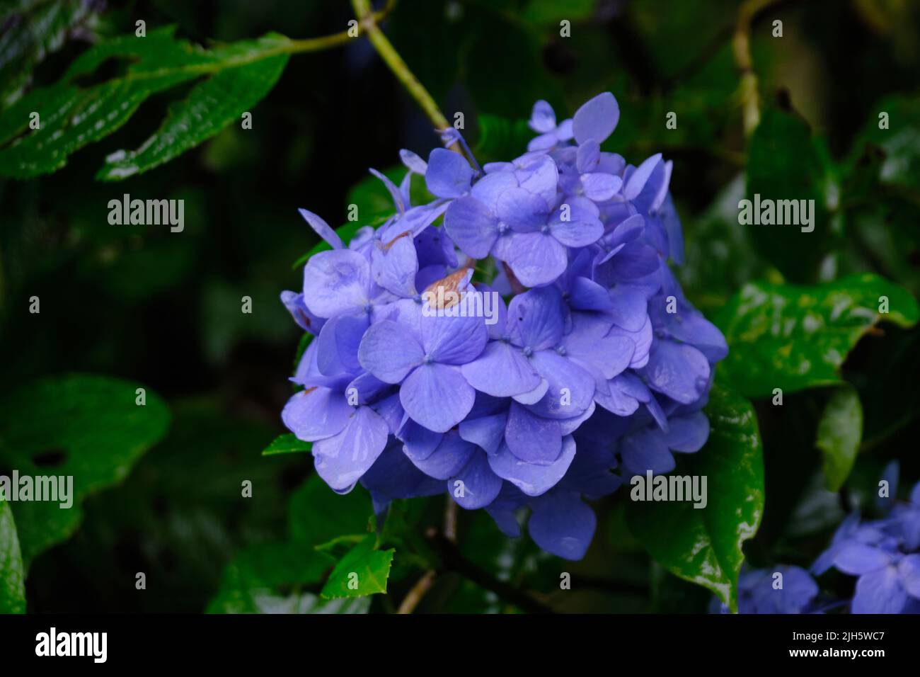 Beautifull flowers of sikkim, flowering plants in Sikkim, tourist ...