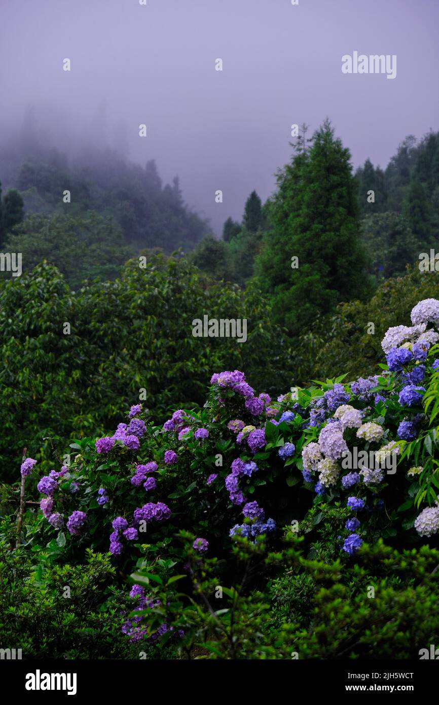 Beautifull flowers of sikkim, flowering plants in Sikkim, tourist ...