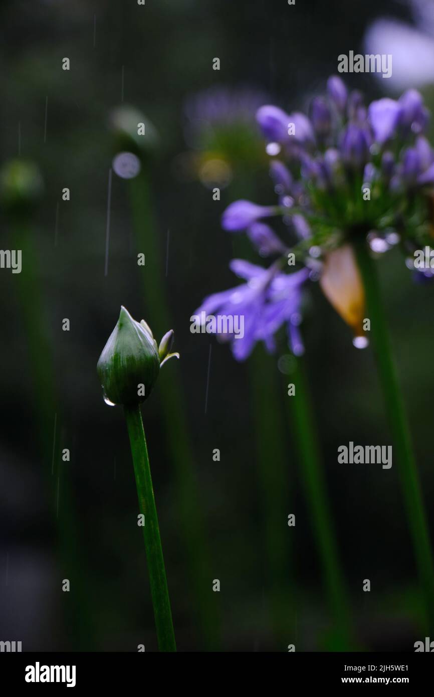 Beautifull flowers of sikkim, flowering plants in Sikkim, tourist ...