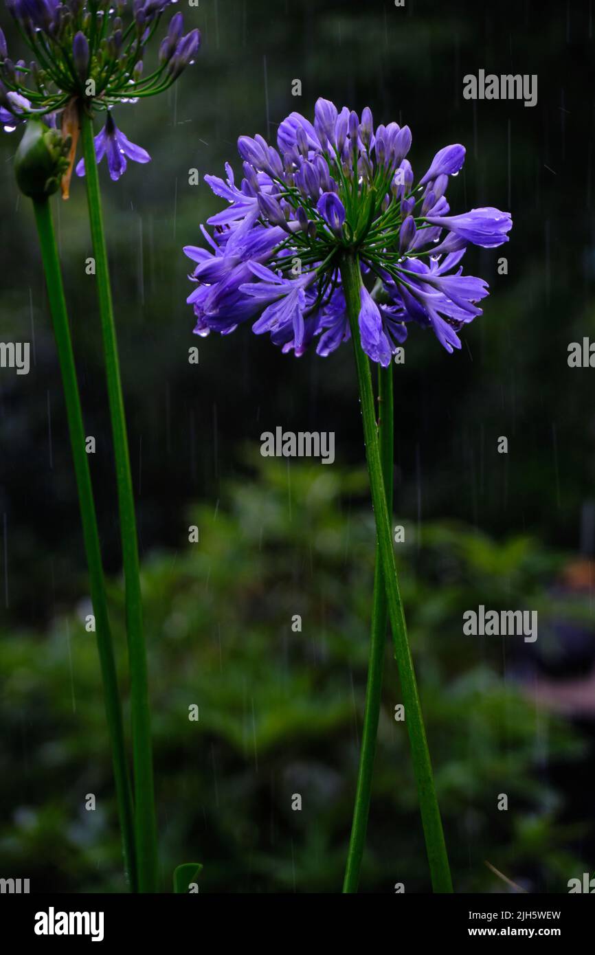 Beautifull flowers of sikkim, flowering plants in Sikkim, tourist ...