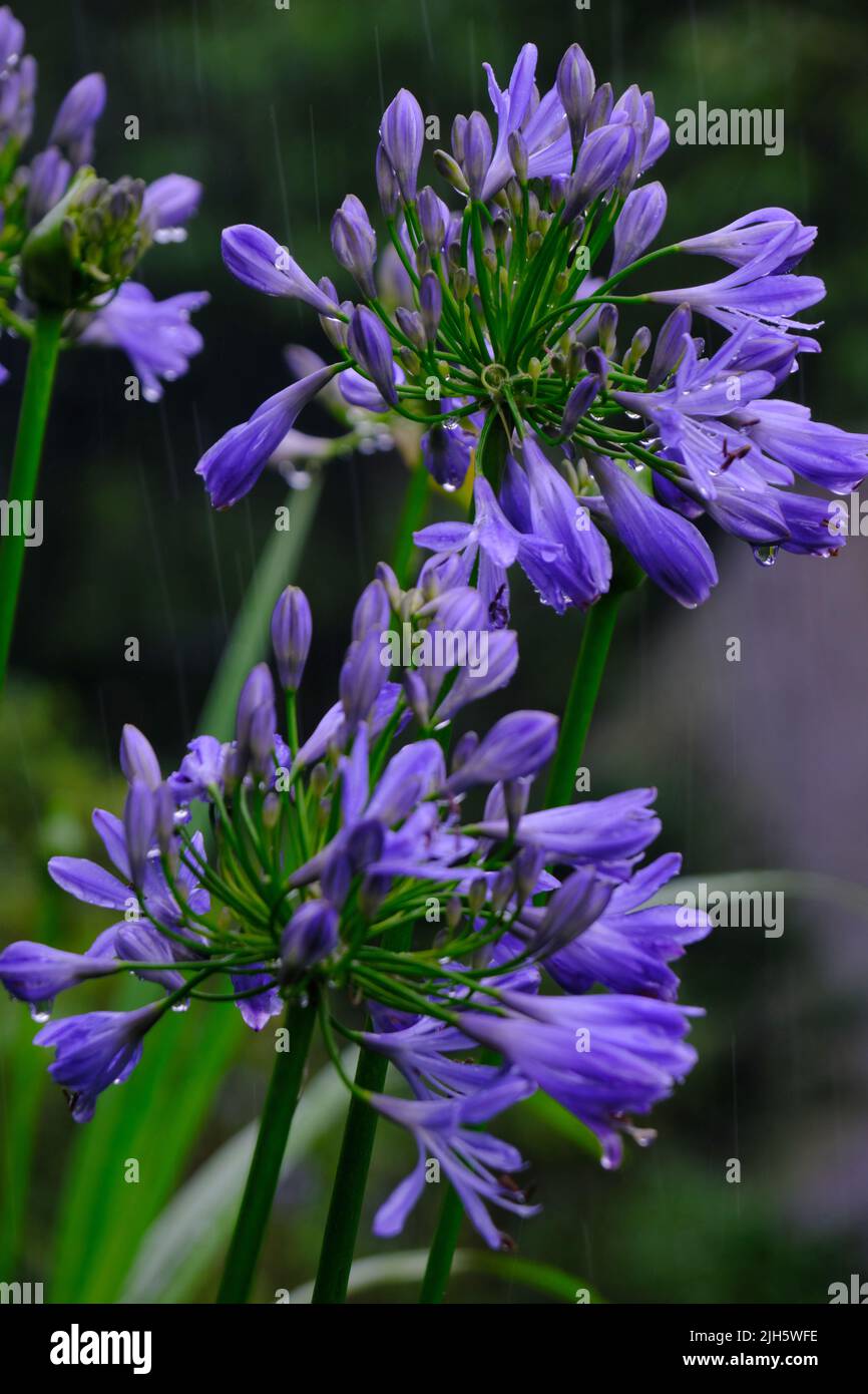 Beautifull flowers of sikkim, flowering plants in Sikkim, tourist ...