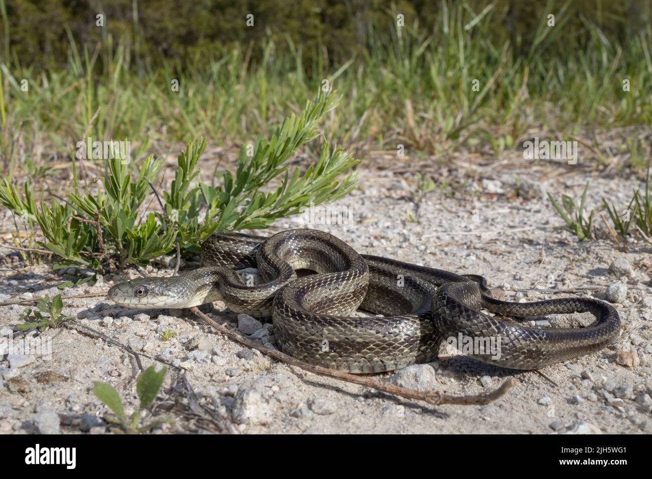 Eastern (greenish) ratsnake from coastal North Carolina - Pantherophis ...