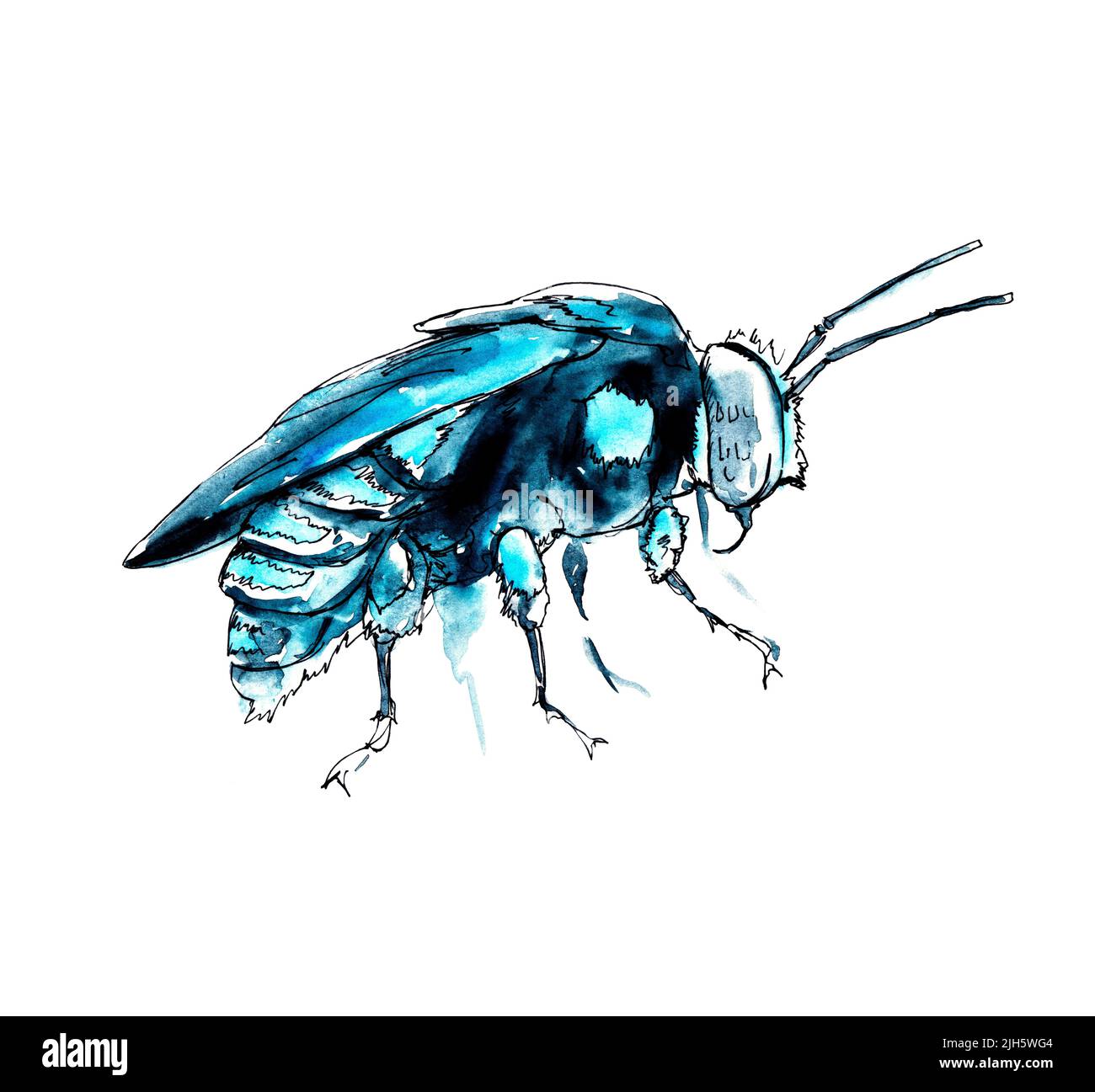 Australian insects. Watercolor sketch Stock Photo - Alamy