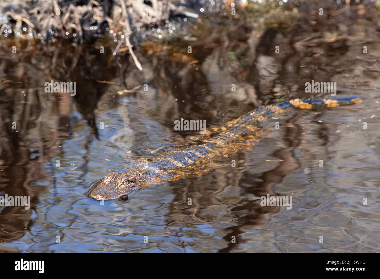 Juvenile American alligator - Alligator mississippiensis Stock Photo ...