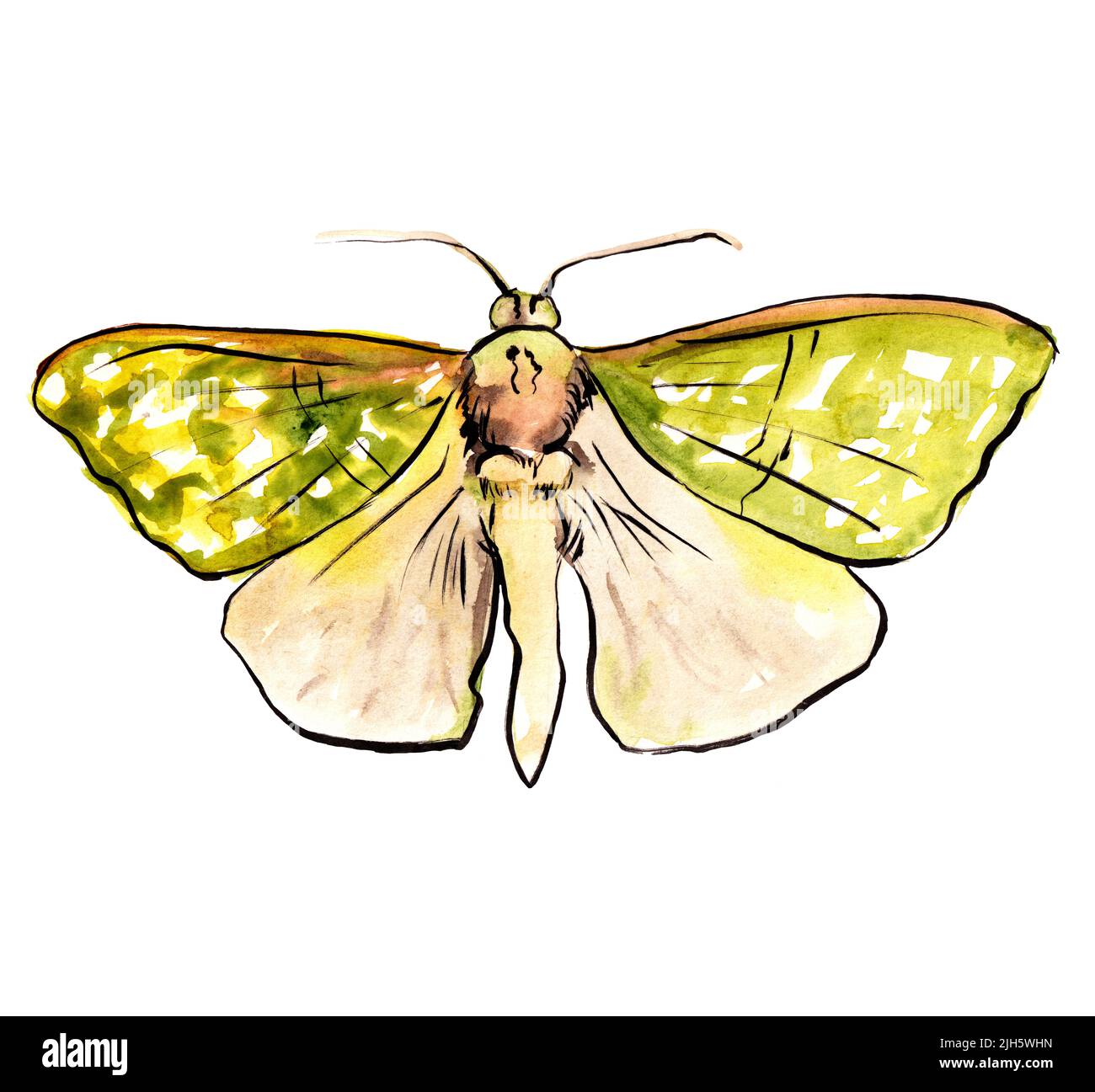 Australian insects. Watercolor sketch Stock Photo - Alamy