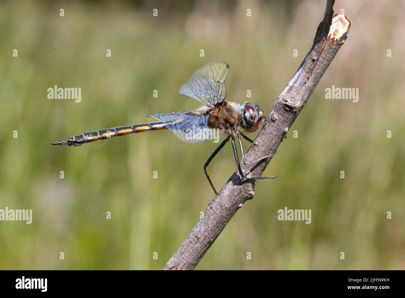 Fastest insect hi-res stock photography and images - Alamy