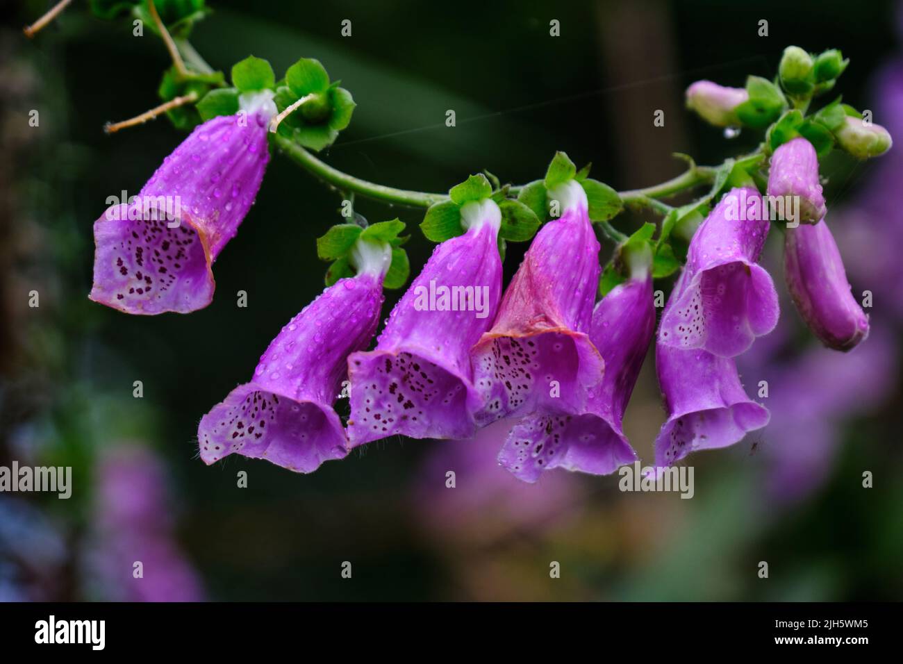 Beautifull flowers of sikkim, flowering plants in Sikkim, tourist ...