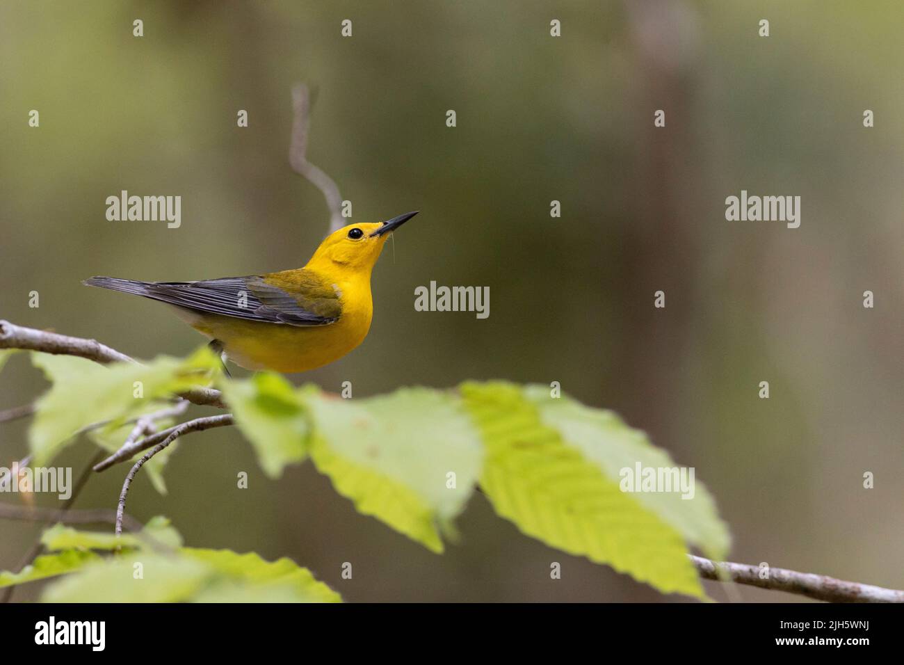 Prothonotary warbler - Protonotaria citrea Stock Photo - Alamy