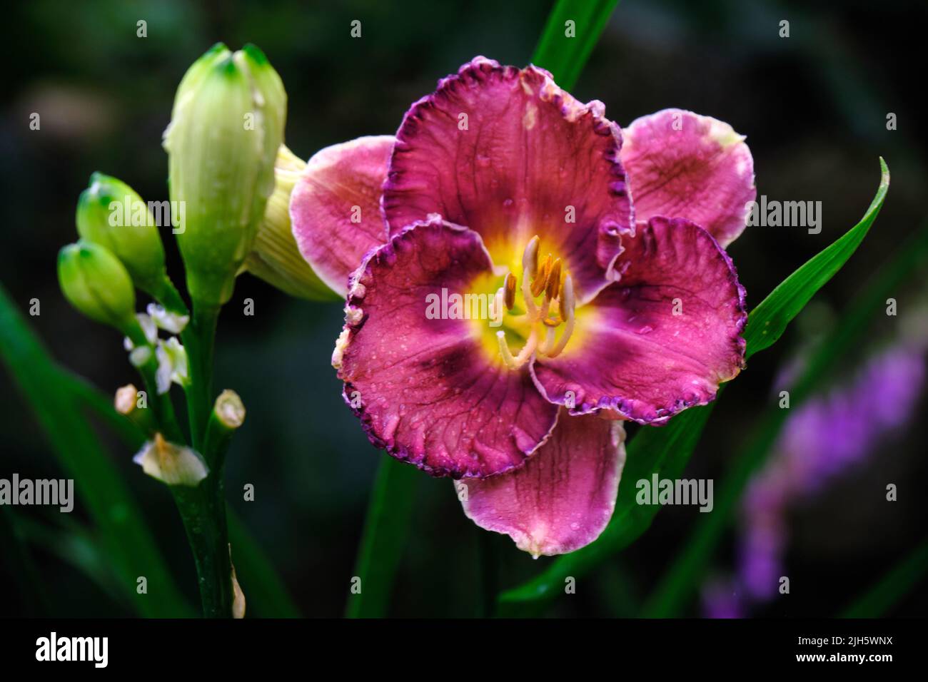 Beautifull flowers of sikkim, flowering plants in Sikkim, tourist ...