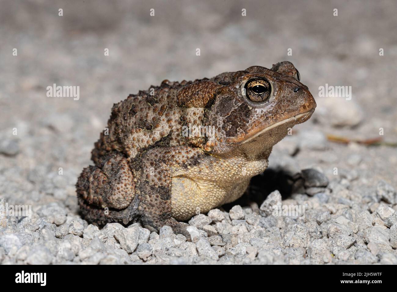 Southern Toad - Anaxyrus terrestris Stock Photo - Alamy