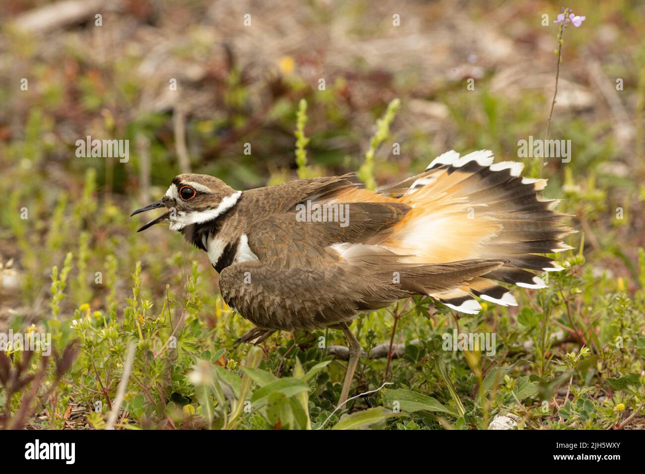 Female Killdeer showing defense display to protect her nest ...