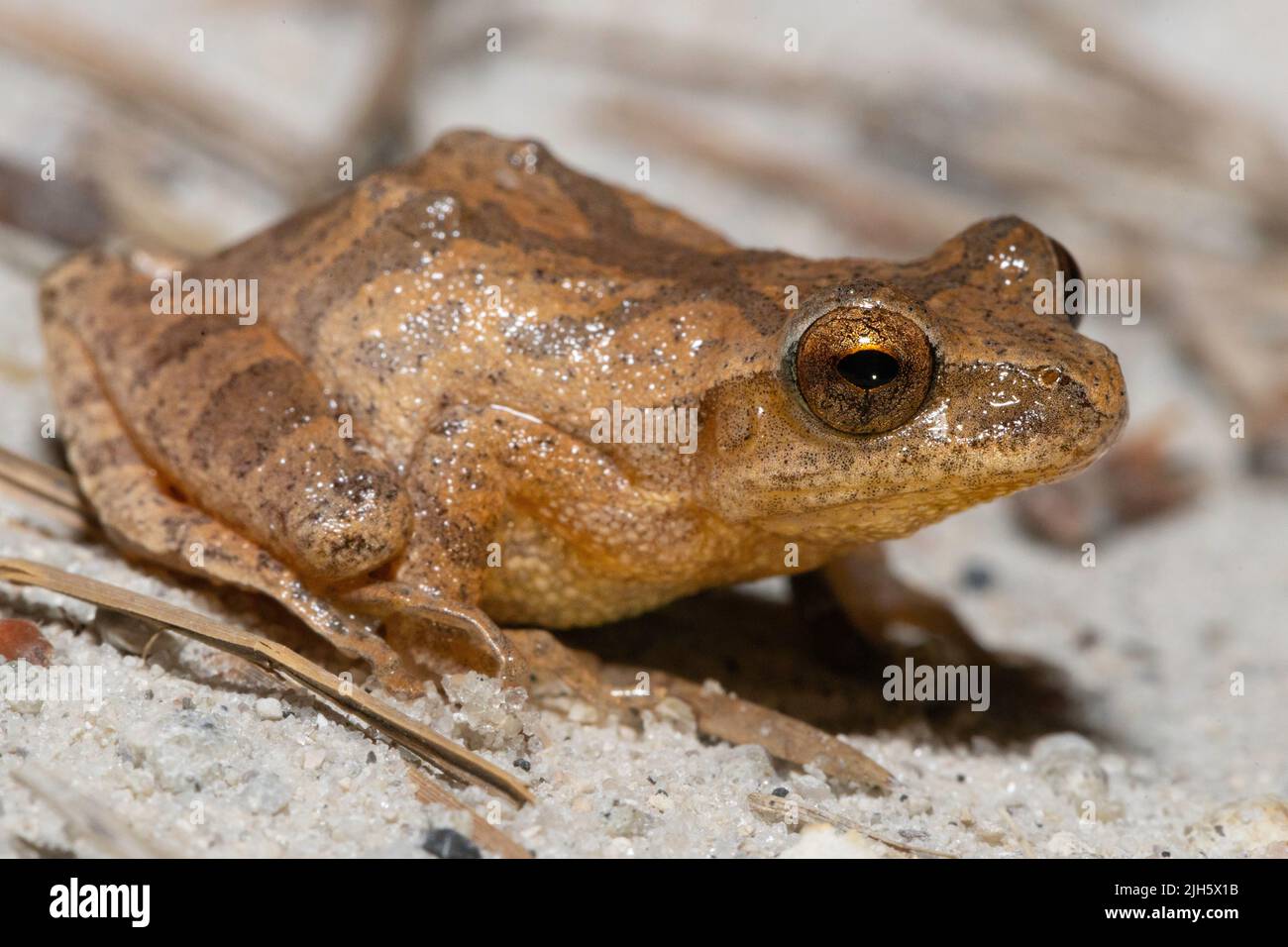 Spring peeper frogs hi-res stock photography and images - Alamy