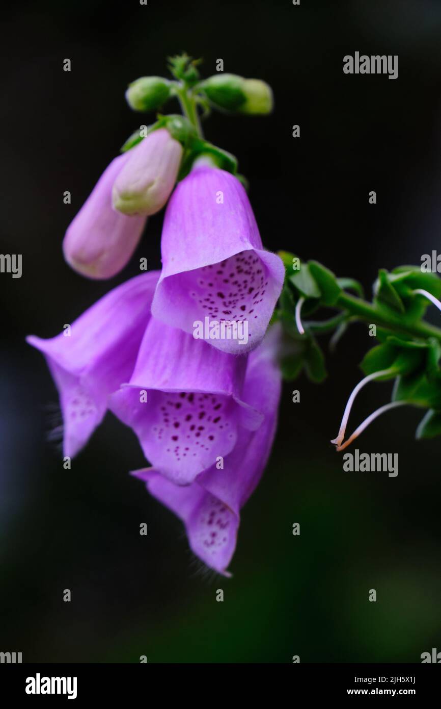 Beautifull flowers of sikkim, flowering plants in Sikkim, tourist ...