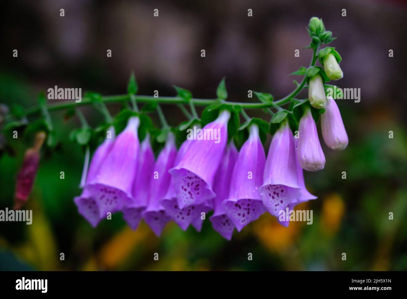Beautifull flowers of sikkim, flowering plants in Sikkim, tourist ...