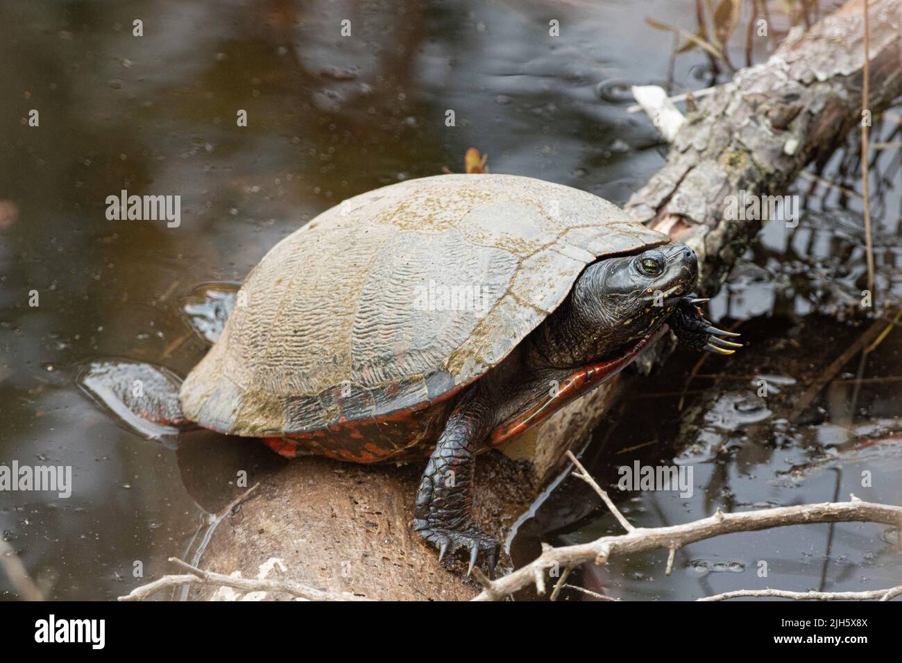 Northern red bellied turtle hi-res stock photography and images - Alamy