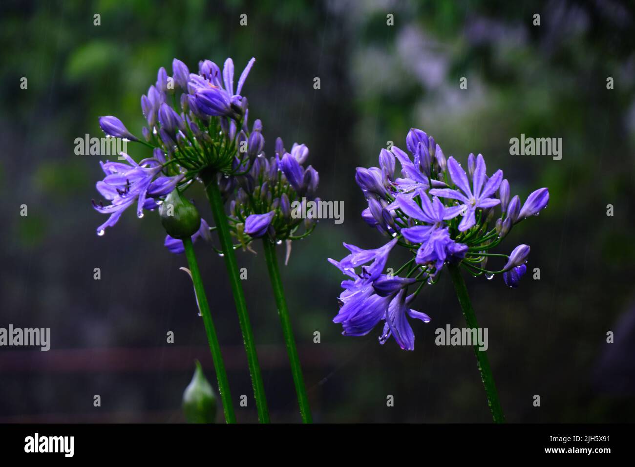 Beautifull flowers of sikkim, flowering plants in Sikkim, tourist ...