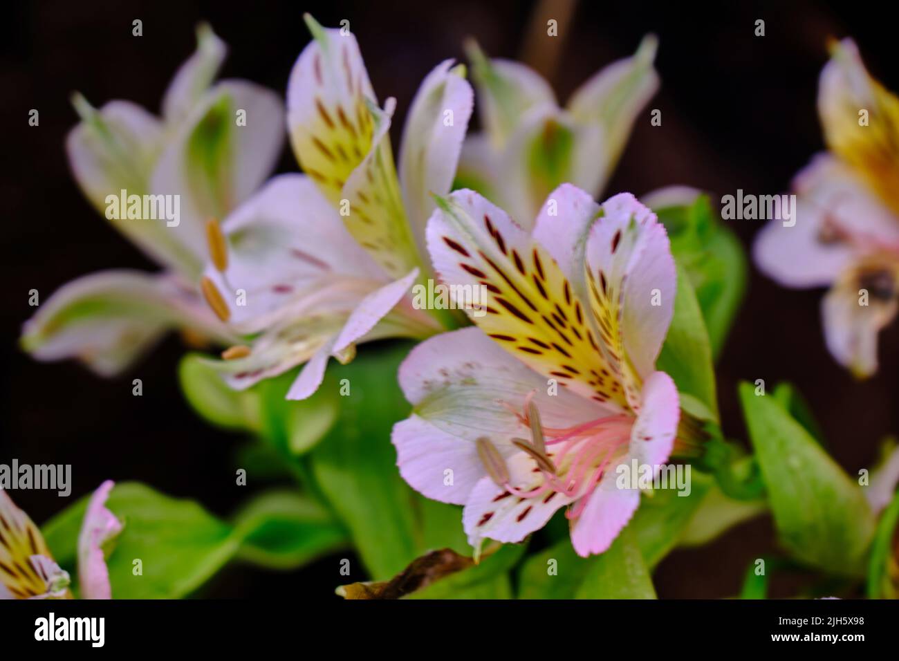 Beautifull flowers of sikkim, flowering plants in Sikkim, tourist ...
