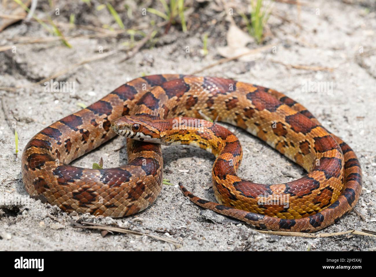 Red corn snake - Pantherophis guttatus Stock Photo - Alamy