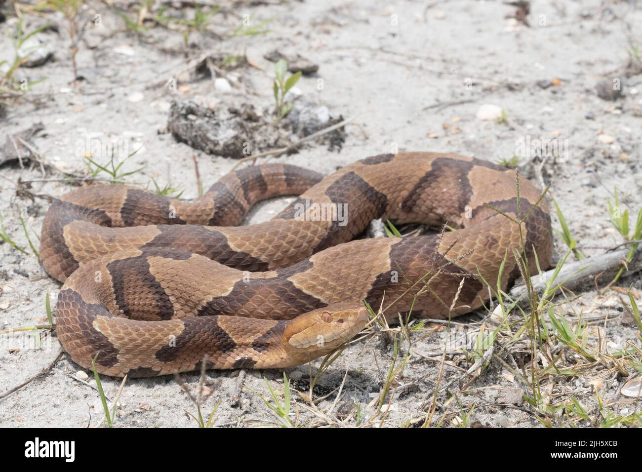 Eastern Copperhead snake from Coastal North Carolina - Agkistrodon ...