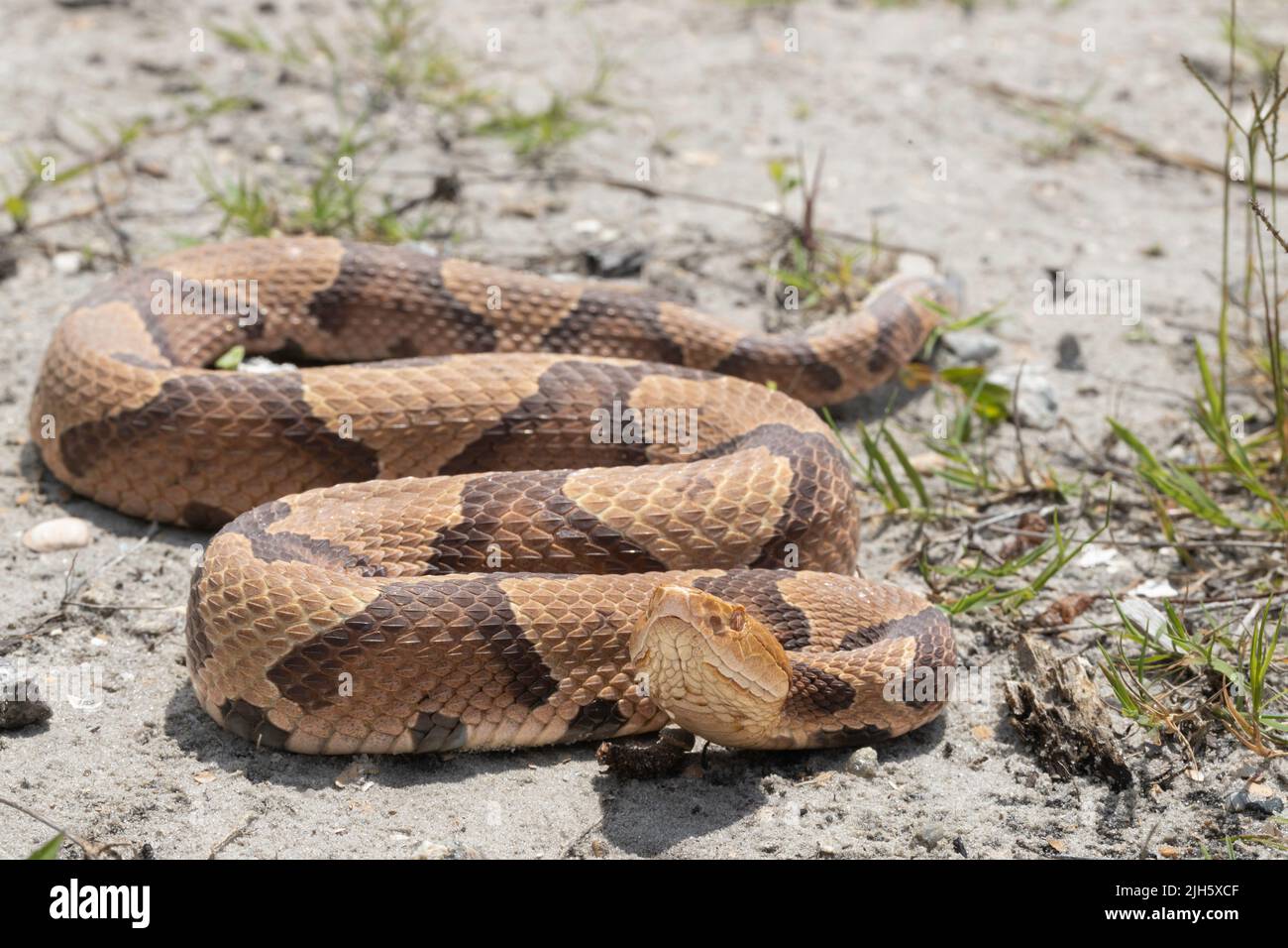 Eastern Copperhead snake from Coastal North Carolina - Agkistrodon ...