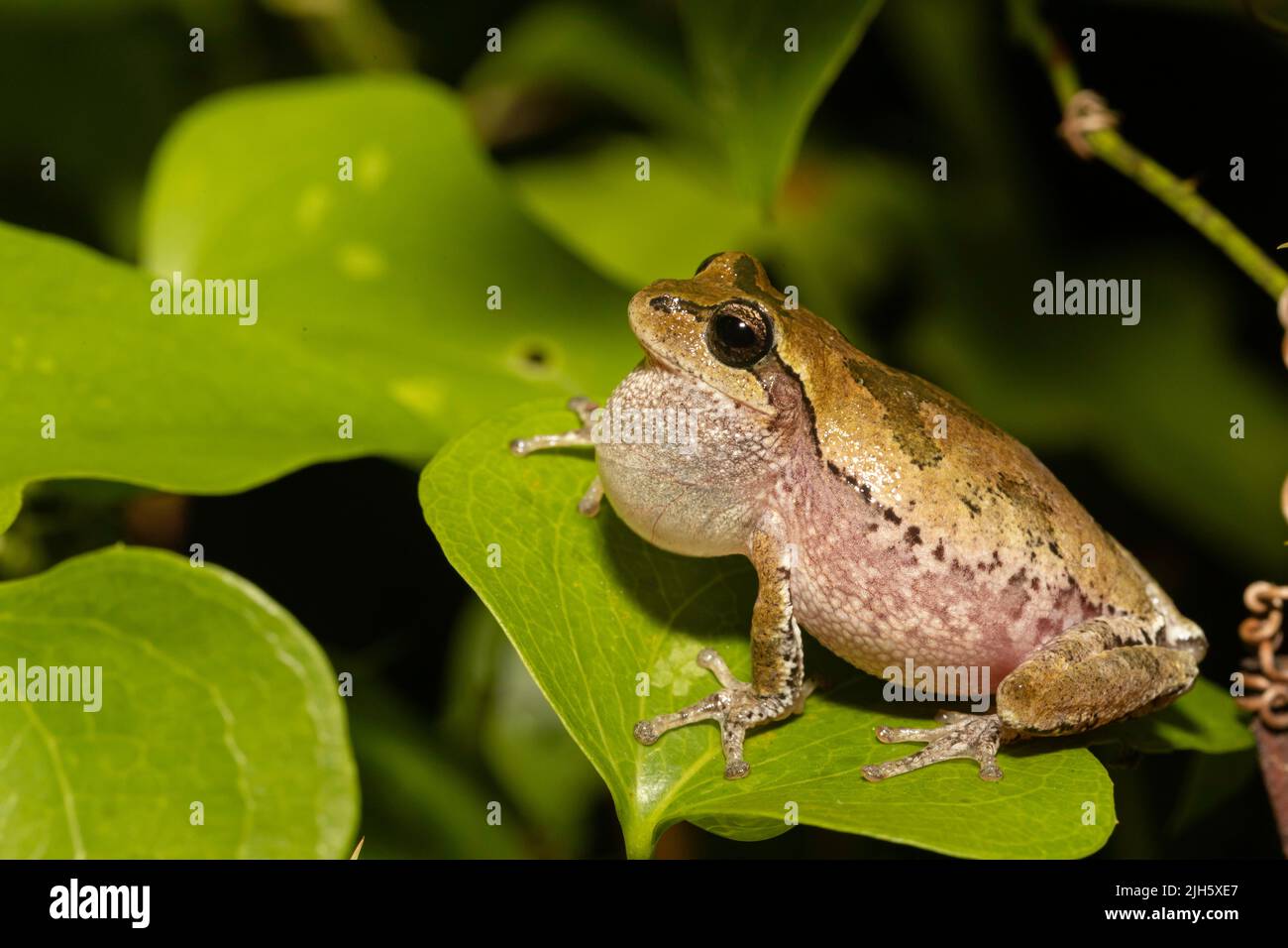 Crotatan national forest hi-res stock photography and images - Alamy