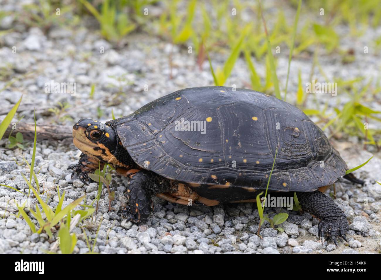 Nest-searching female spotted turtle - Clemmys guttata Stock Photo - Alamy