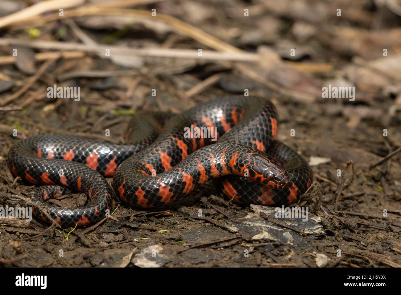Eastern mud snake - Farancia abacura Stock Photo - Alamy