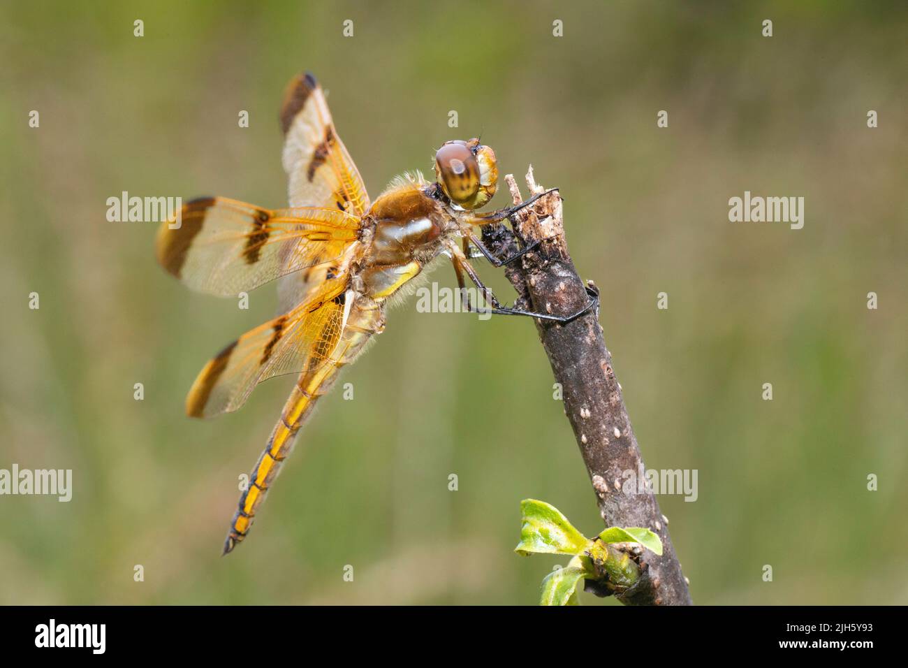 Painted skimmer - Libellula semifasciata Stock Photo - Alamy