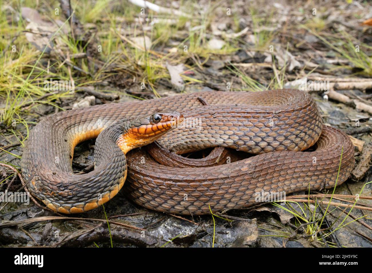 Redbelly watersnake hi-res stock photography and images - Alamy