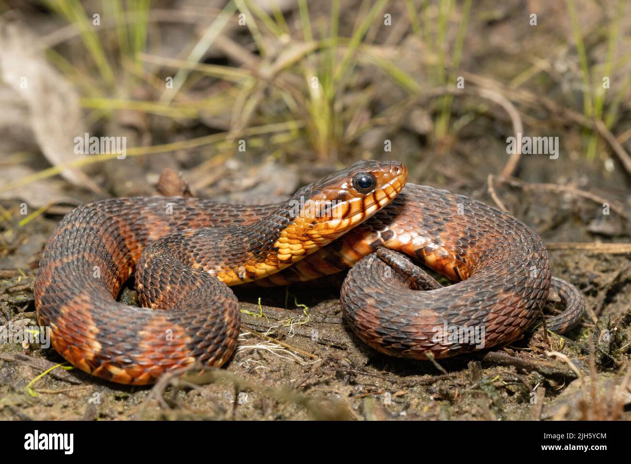 Redbelly watersnake - Nerodia erythrogaster Stock Photo - Alamy