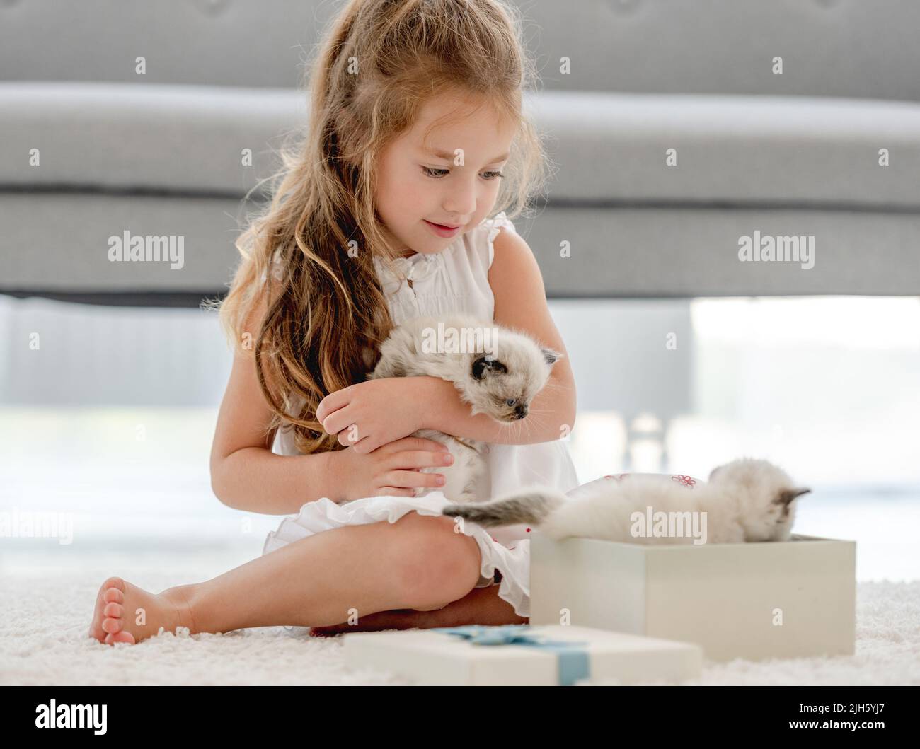 Girl with ragdoll kittens Stock Photo - Alamy