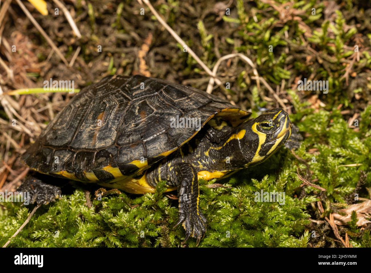 Yellow bellied cooter hi-res stock photography and images - Alamy