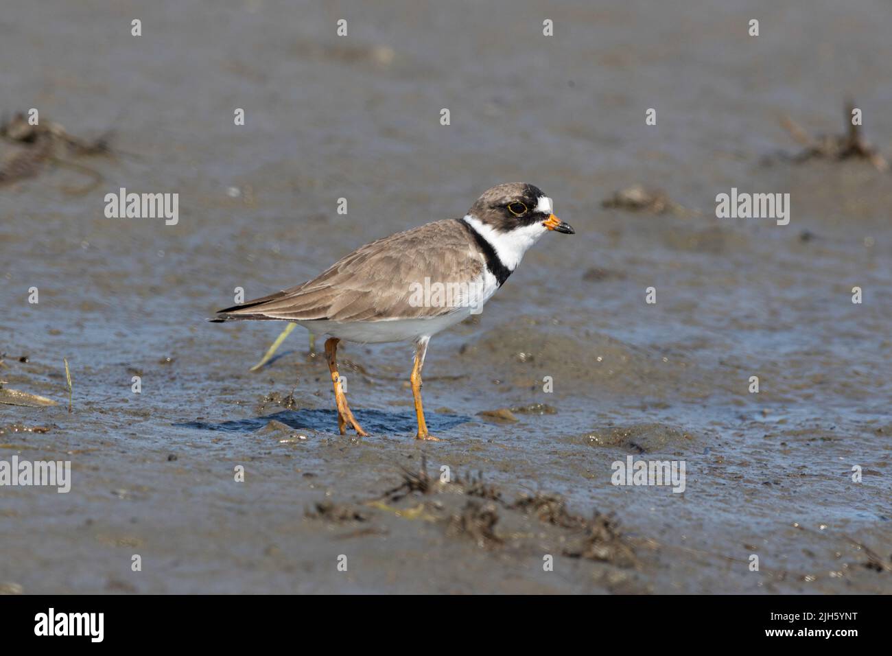 Piping Plover - Charadrius melodus Stock Photo - Alamy
